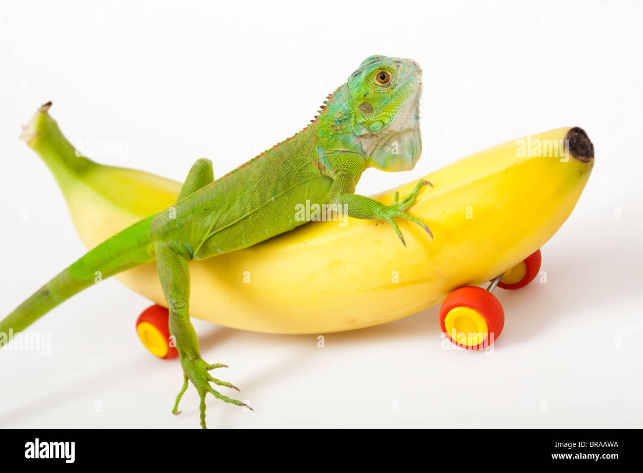 Iguana and banana Stock Photo - Alamy