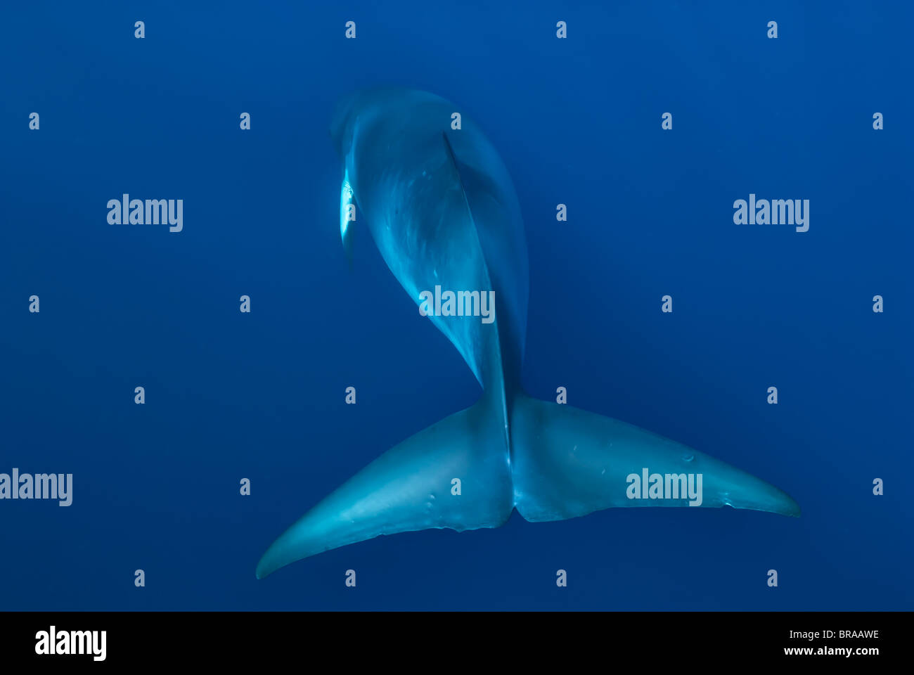 Dwarf minke whale, thought to form a yet-to-be named sub-species of the ...