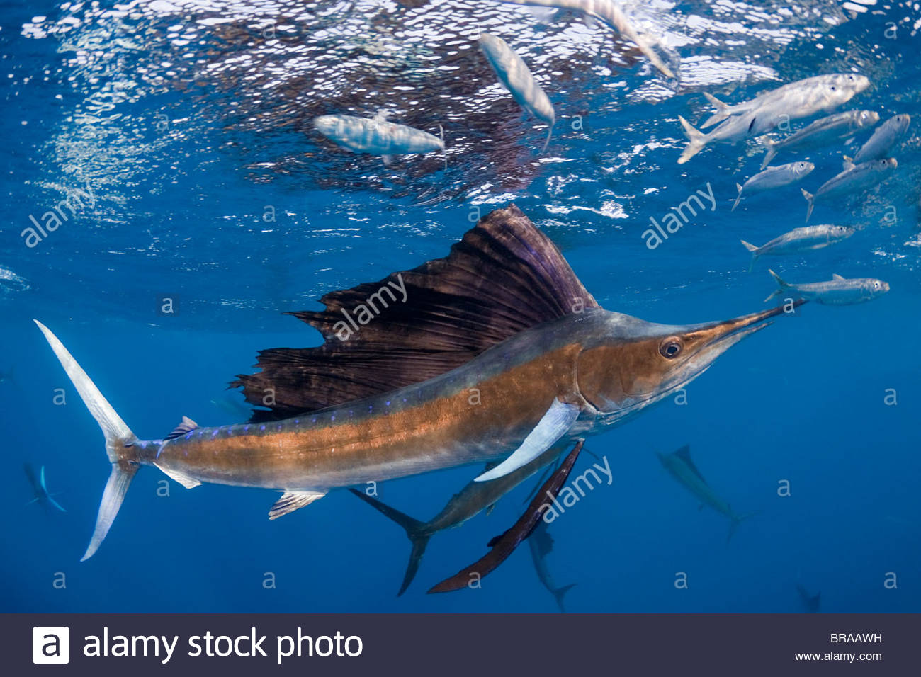 Osteichthyes Bony Fish High Resolution Stock Photography and Images - Alamy