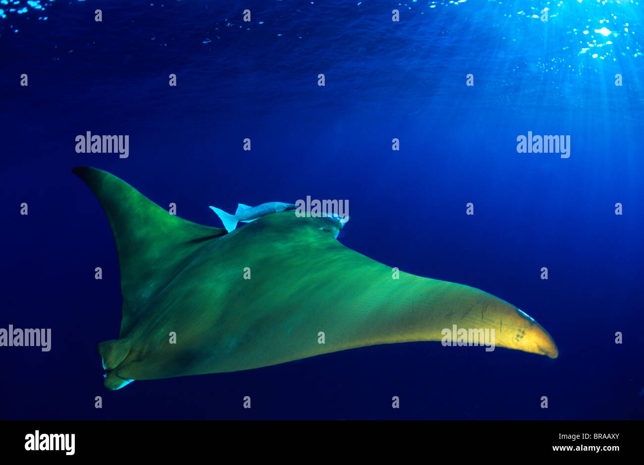 Devil ray {Mobula tarapacana} with remora, Azores, Atlantic Stock Photo ...