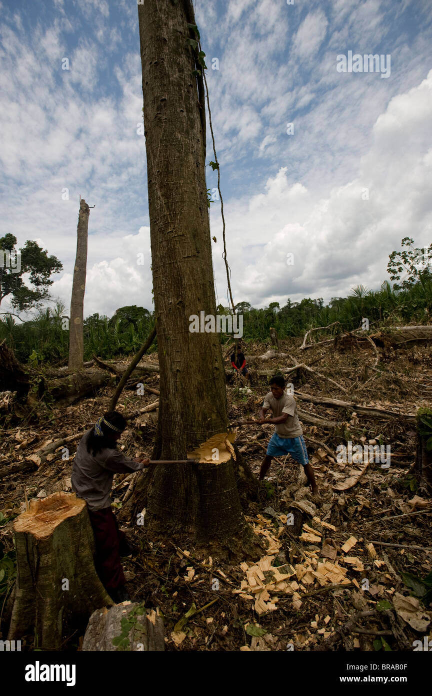Working in the chakra (garden), Amazon, Ecuador, South America Stock ...