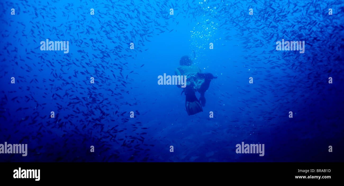 Free diving, Galapagos Islands, Ecuador, South America Stock Photo - Alamy