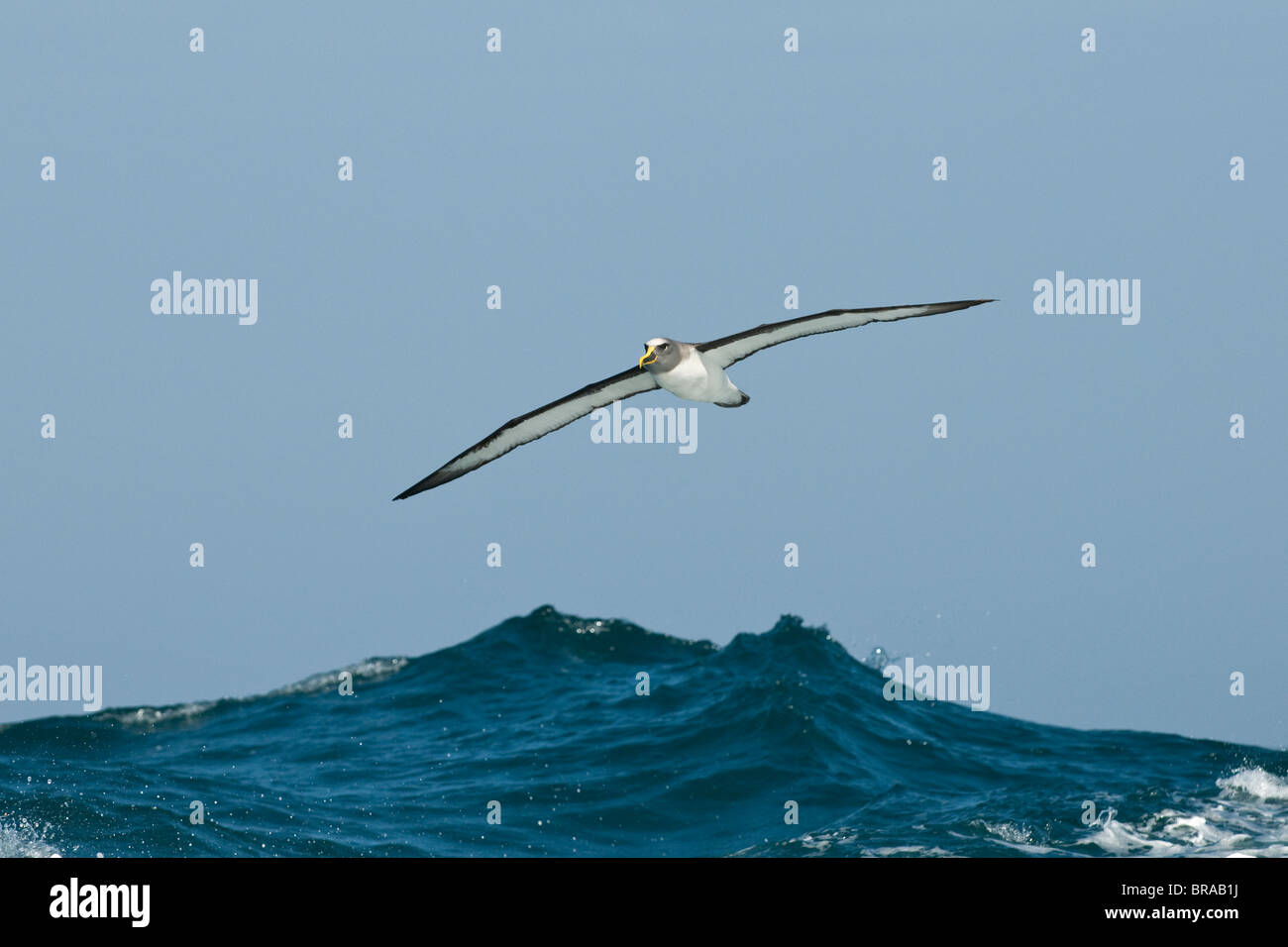 Buller's albatross / Mollyhawk (Thalassarche / Diomedea bulleri) flying ...