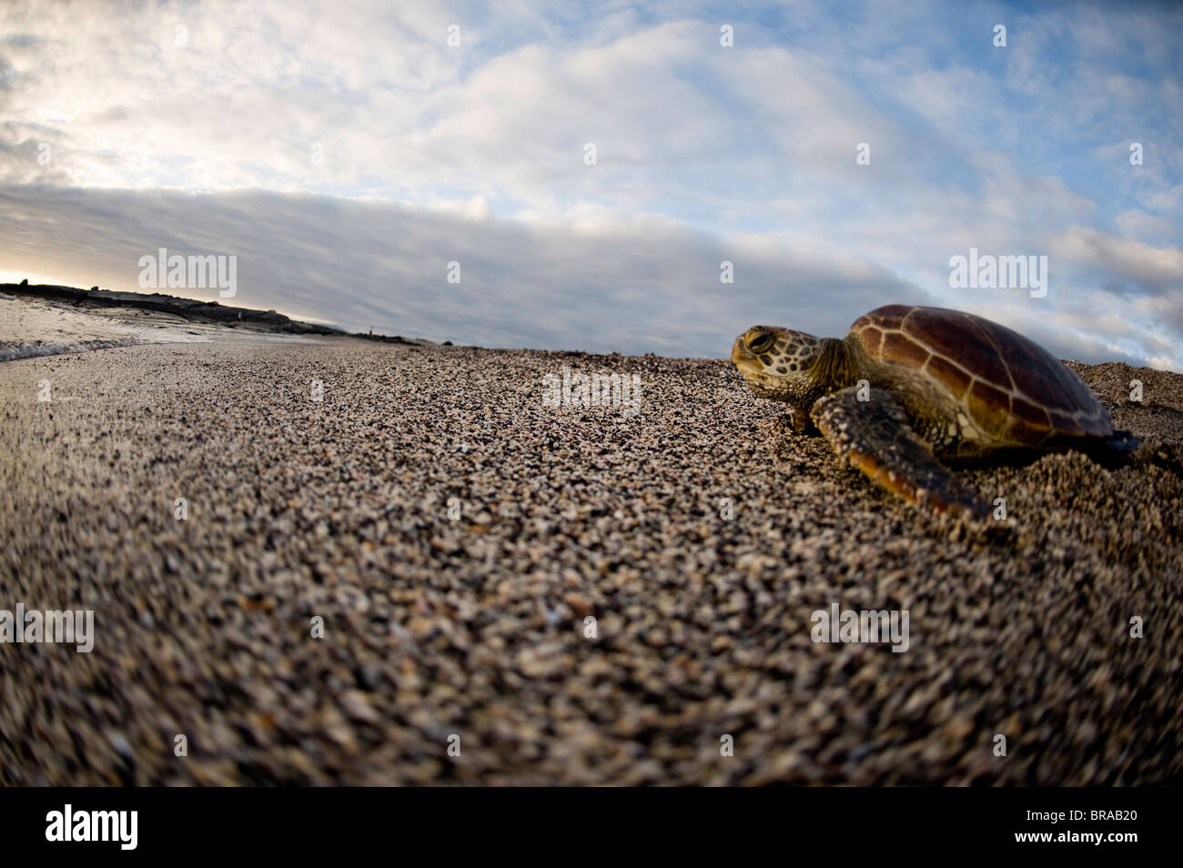 A Pacific green turtle, on the beach, Galapagos Islands, UNESCO World ...