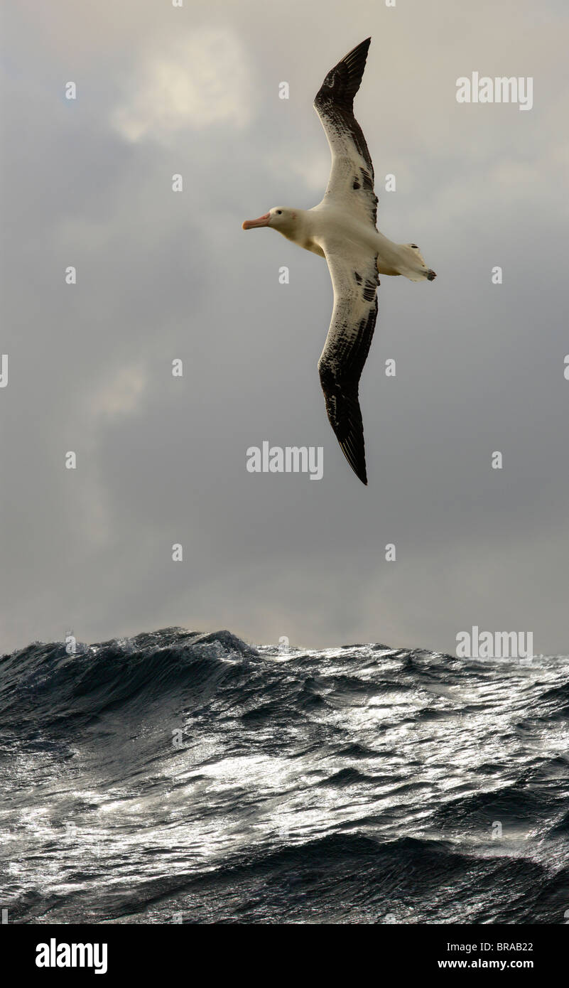 Wandering albatross {Diomedea exulans} flying over open ocean, South ...