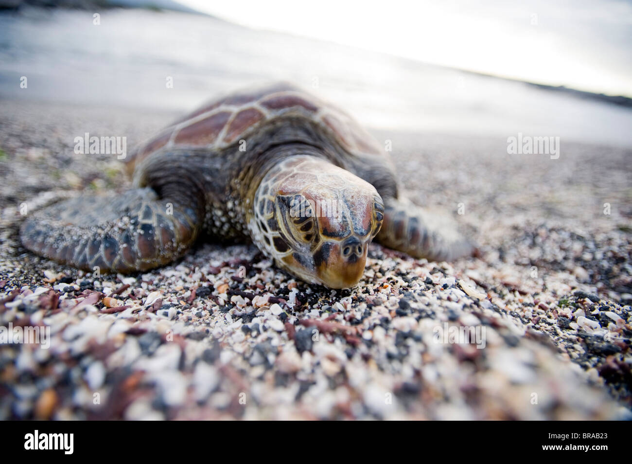 A Pacific green turtle, on the beach, Galapagos Islands, UNESCO World ...