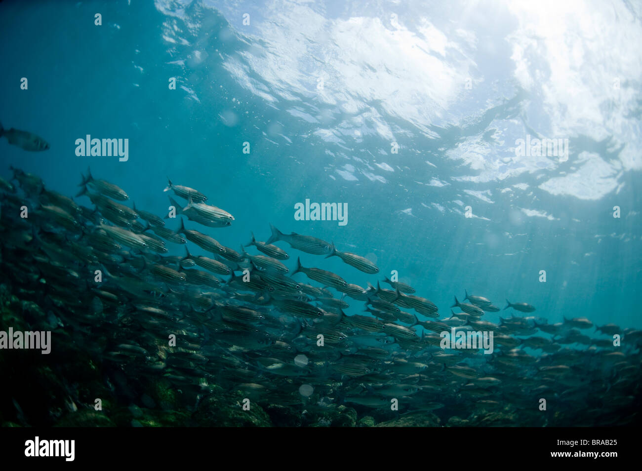 Underwater view with shoal of fish hi-res stock photography and images ...