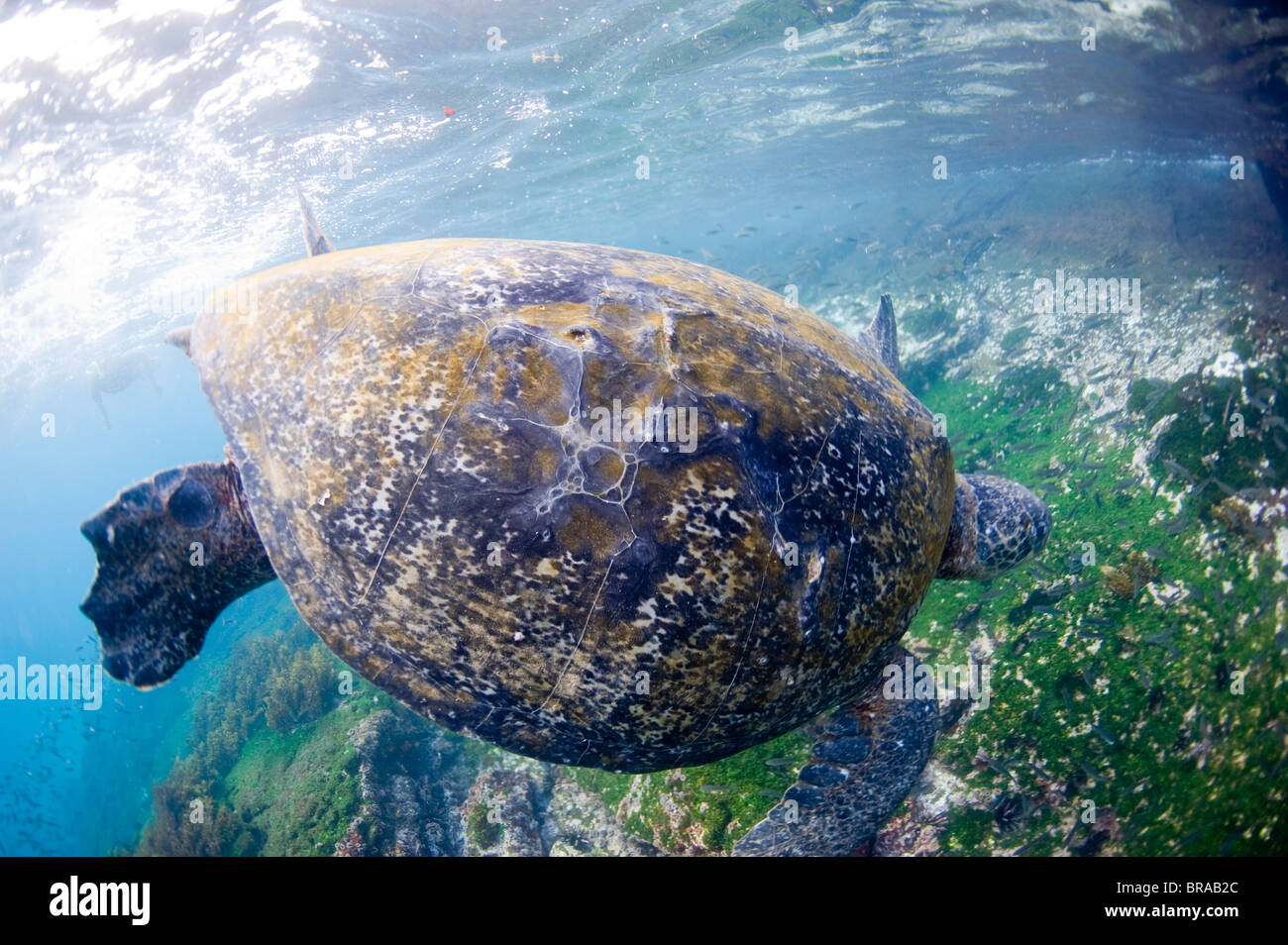 A Pacific green turtle, Galapagos Islands, Ecuador, South America Stock ...