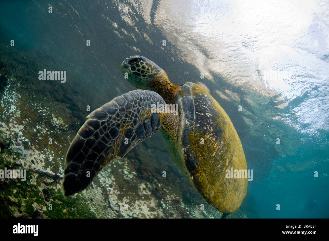 A Pacific green turtle, Galapagos Islands, Ecuador, South America Stock ...