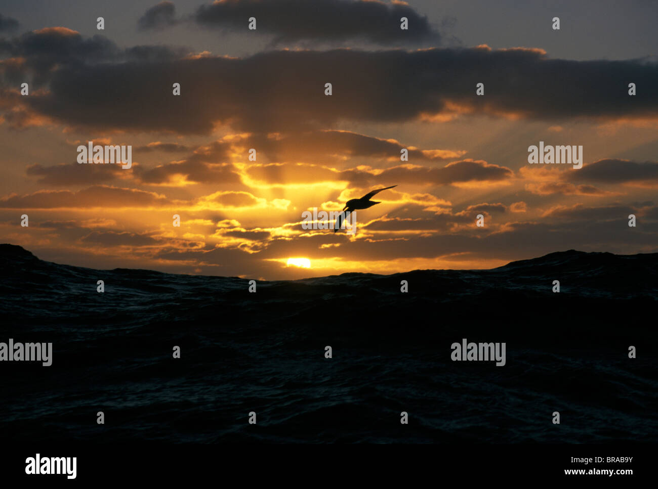 Seagull flying over the ocean at sunset Stock Photo - Alamy