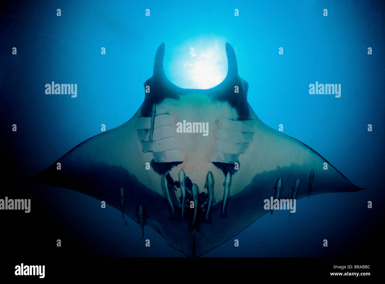 Underside view of a Manta ray (Manta birostris) covered with sucker ...