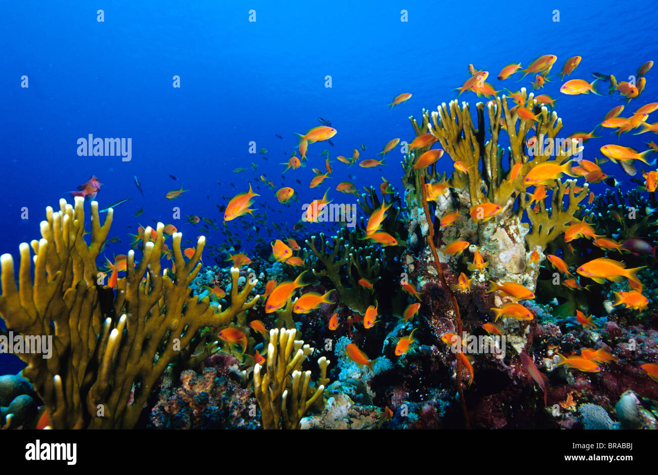 Shoal of fish with fire coral (Millepora sp) and anthias coral, Farasan ...