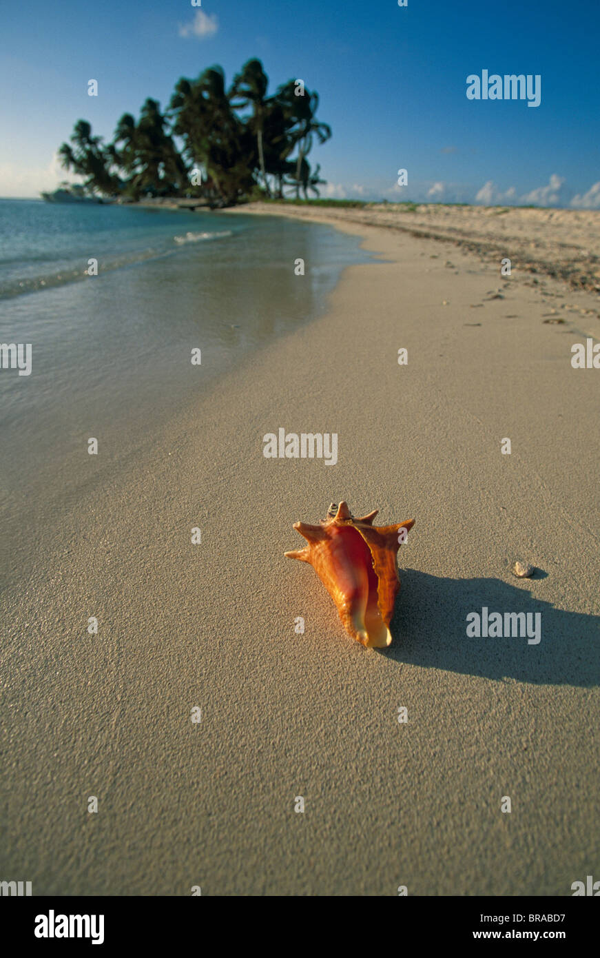 Empty conch shells hi-res stock photography and images - Alamy