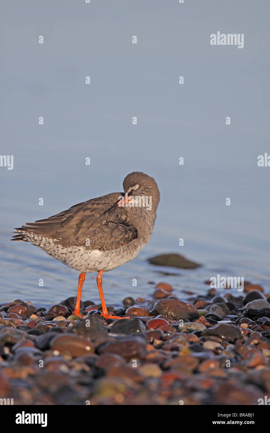 Feather preening hi-res stock photography and images - Alamy