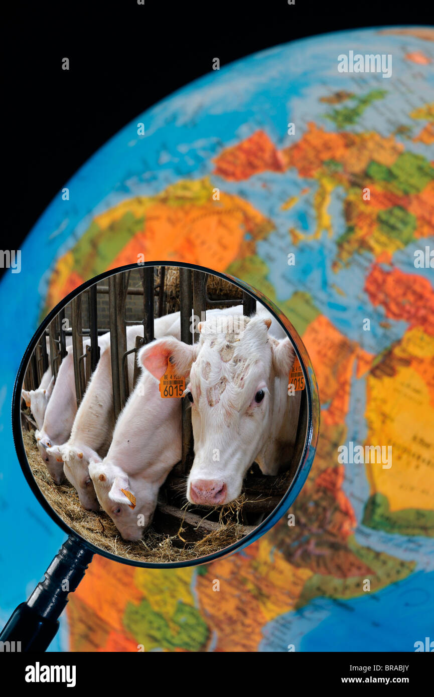 Cows in cattle breeder's cowshed seen through magnifying glass held ...