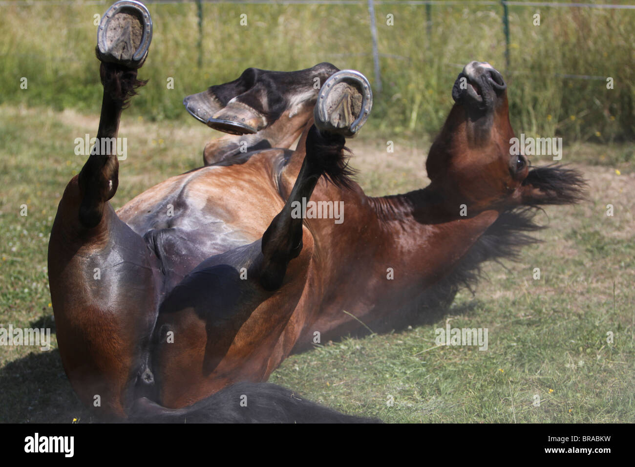 Cob roll hi-res stock photography and images - Alamy