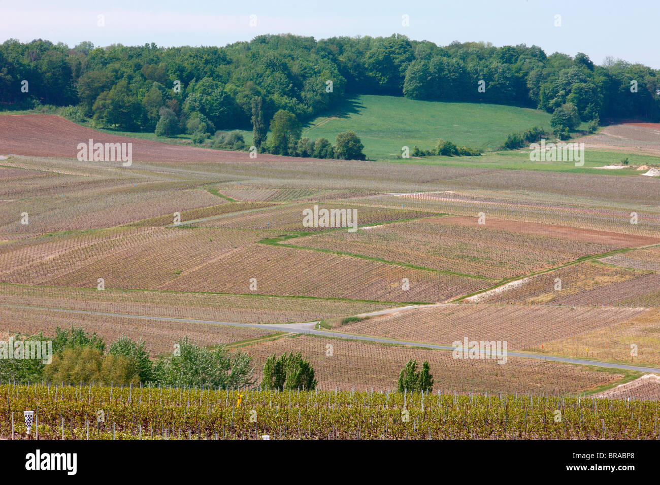 Champagne vineyard, Marne, France, Europe Stock Photo - Alamy