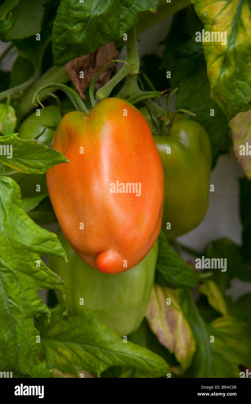 Capsicum pepper ripening on plant Stock Photo - Alamy