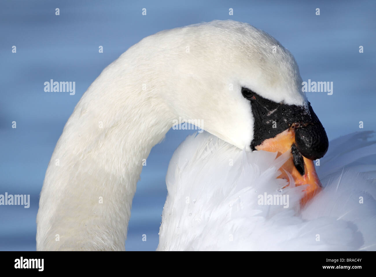 Mute cob swan hi-res stock photography and images - Alamy