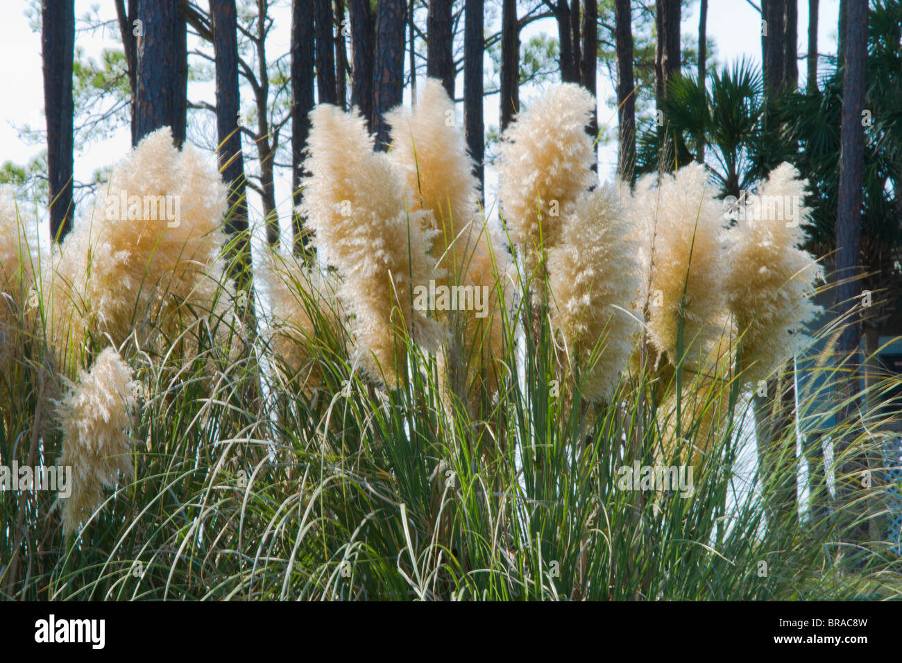 Pampas Grass (Cortaderia selloana Stock Photo - Alamy