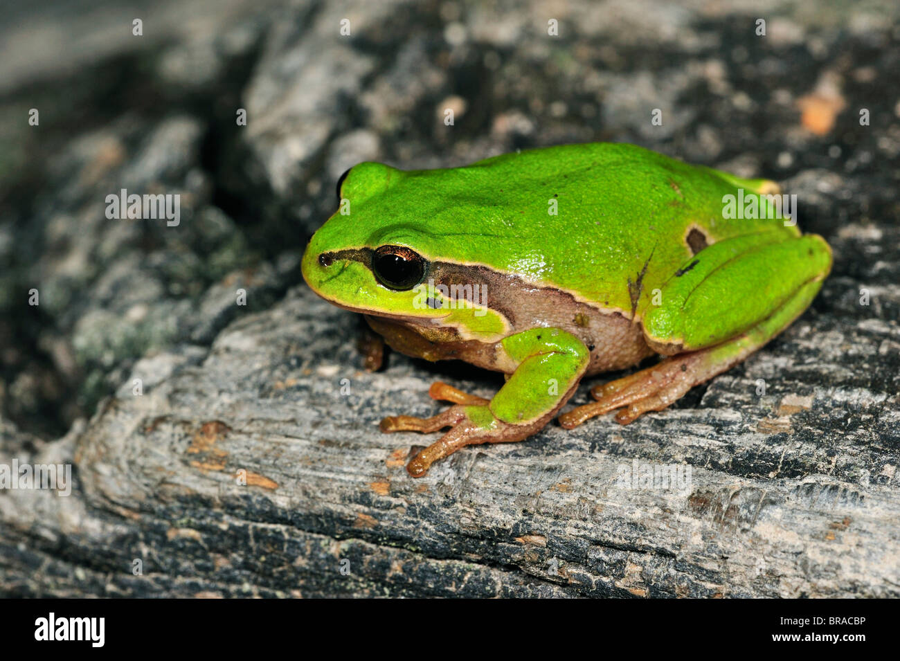 European tree frog hi-res stock photography and images - Alamy
