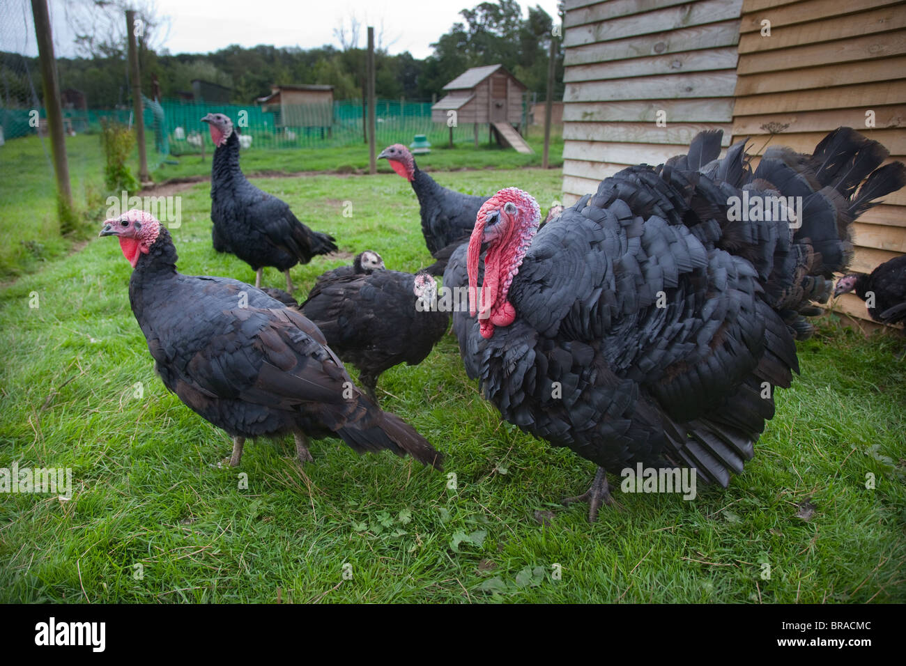 Black norfolk turkeys hi-res stock photography and images - Alamy