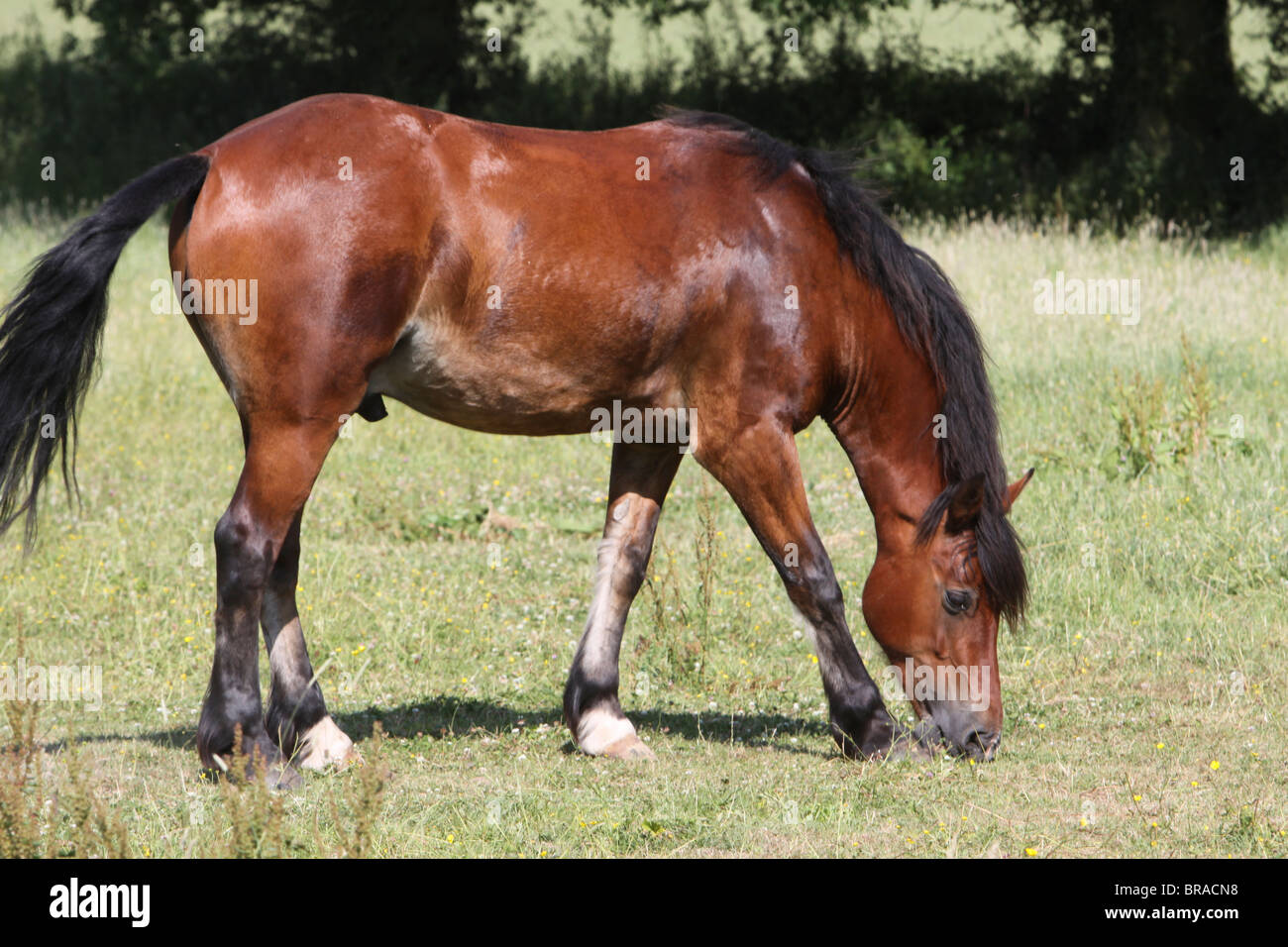 A beautiful bay Welsh Cob grazing in his field Stock Photo - Alamy