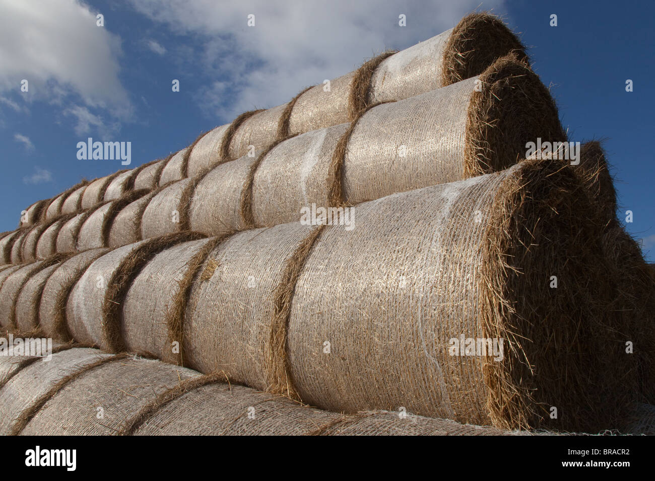 Round Bale stack after Harvest Norfolk September Stock Photo - Alamy
