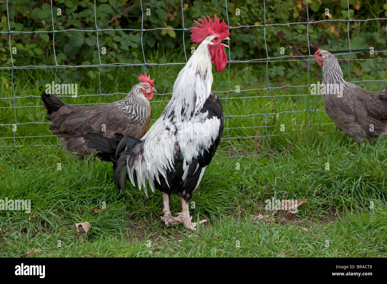 Dorking cockerel hi-res stock photography and images - Alamy