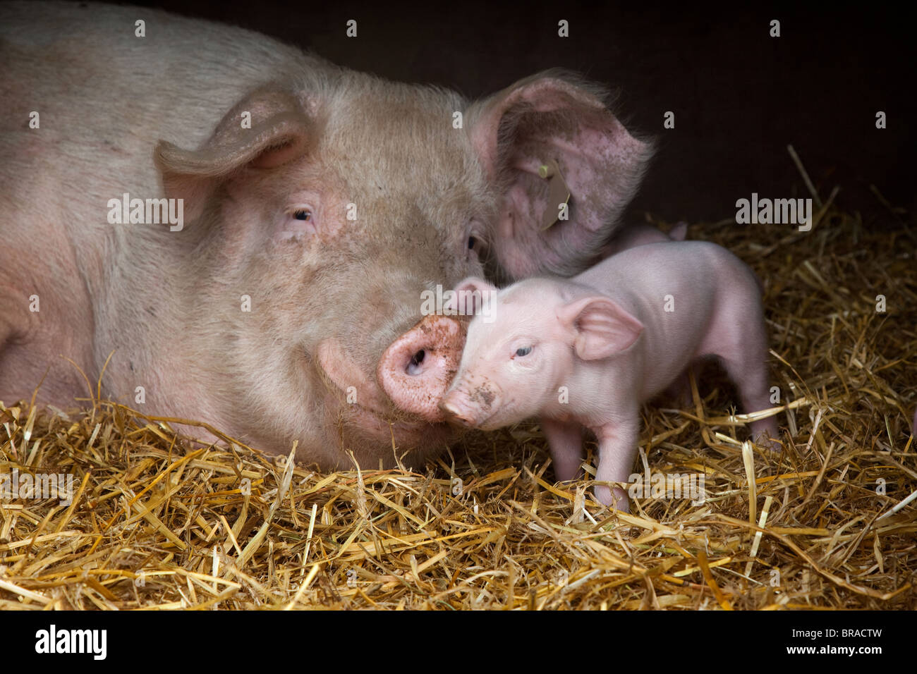 Happy pigs hi-res stock photography and images - Alamy