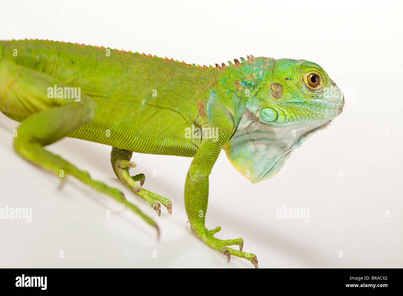 Iguana isolated on white background Stock Photo - Alamy