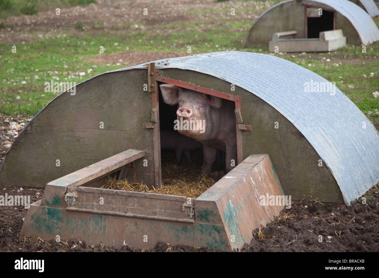 Large White Sow in free range ark Stock Photo - Alamy