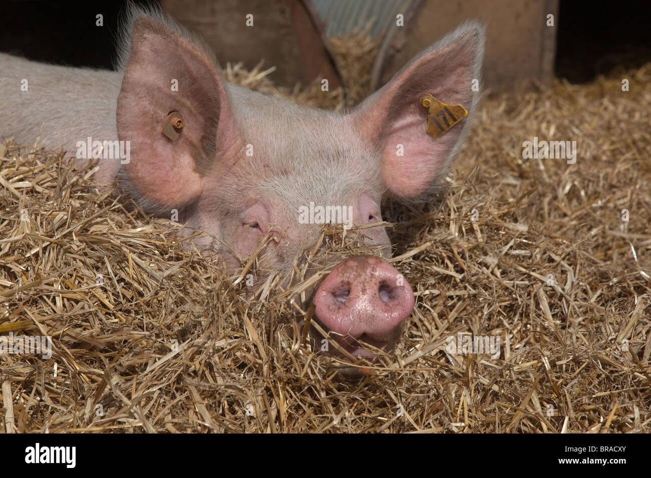 Large White Sow in free range ark Stock Photo - Alamy