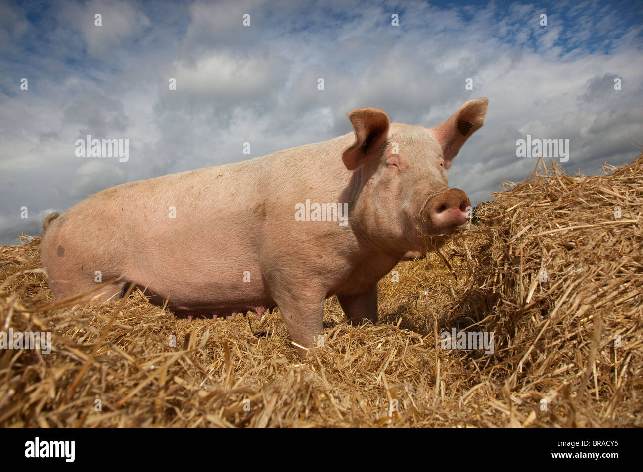 Large White Sow nestled happily in straw Stock Photo - Alamy