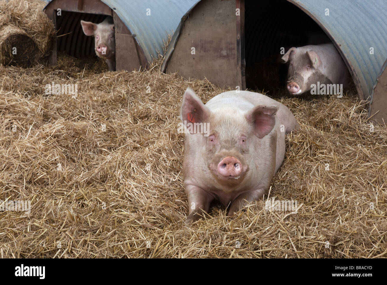 Large Breeding Range High Resolution Stock Photography and Images - Alamy