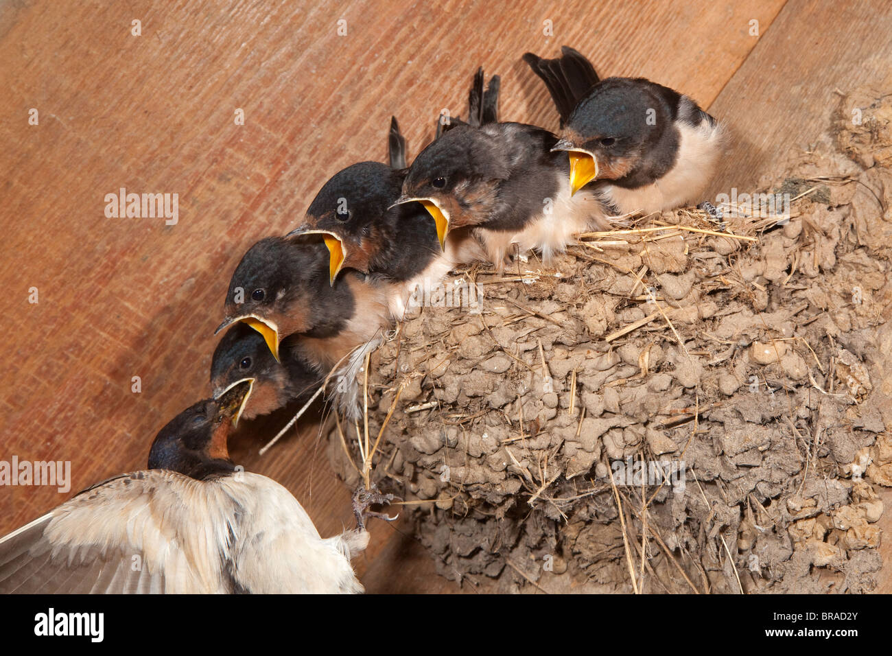 Very hungry young swallows in nest hi-res stock photography and images ...