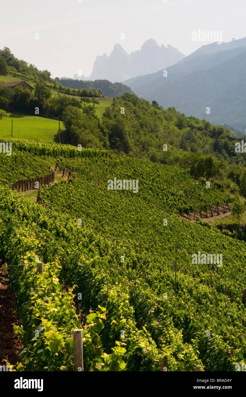 Tiso hi-res stock photography and images - Alamy