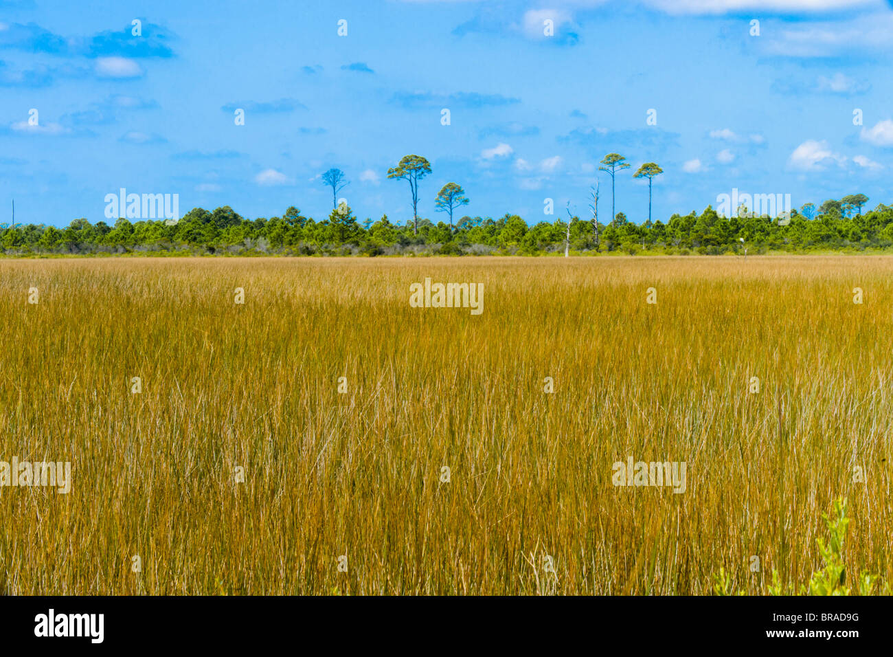 Golden fields hi-res stock photography and images - Alamy
