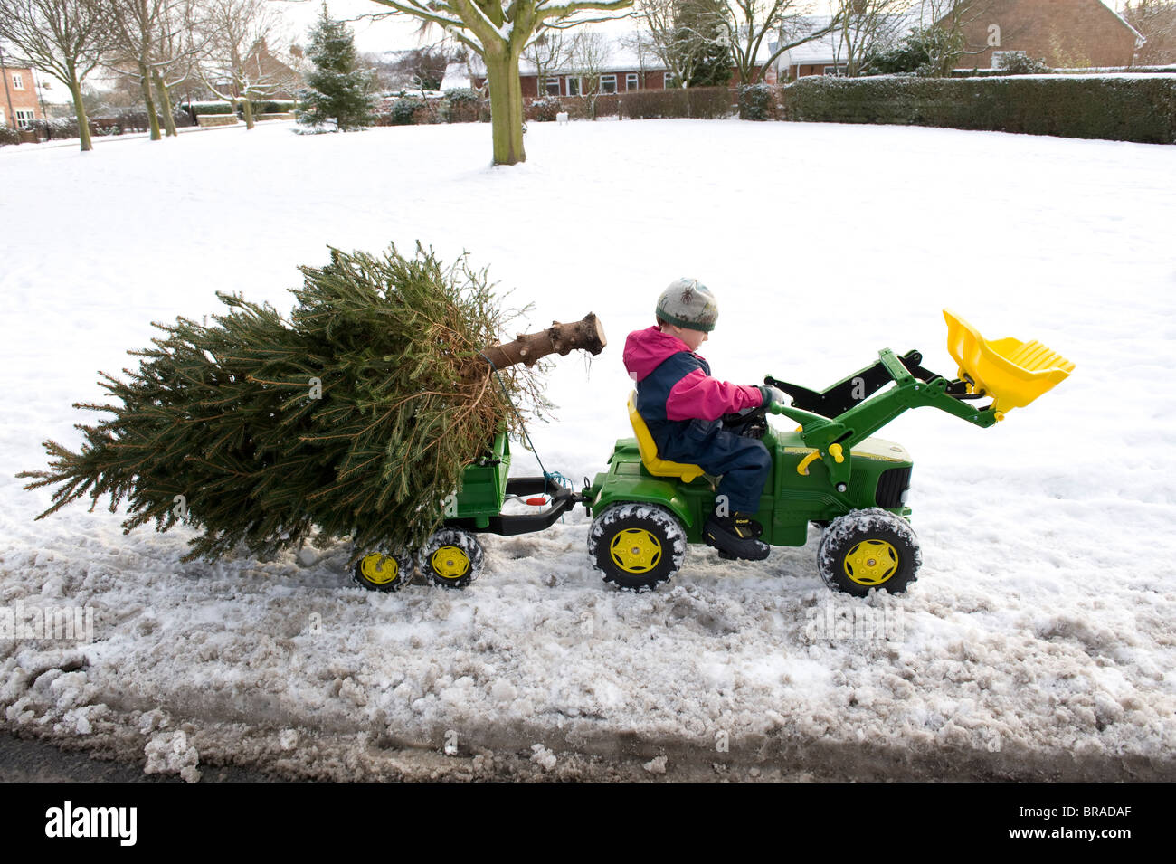 5 year old boy taking christmas tree to be recycled on his toy tractor ...