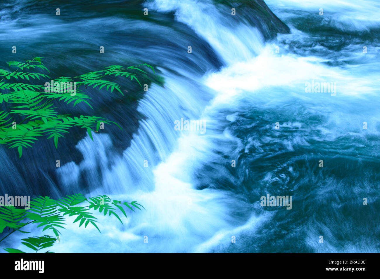 water spring in forest Stock Photo - Alamy