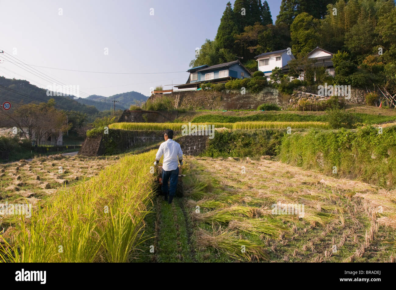 Man harvesting rice by machine in small terraced rice fields near Oita ...