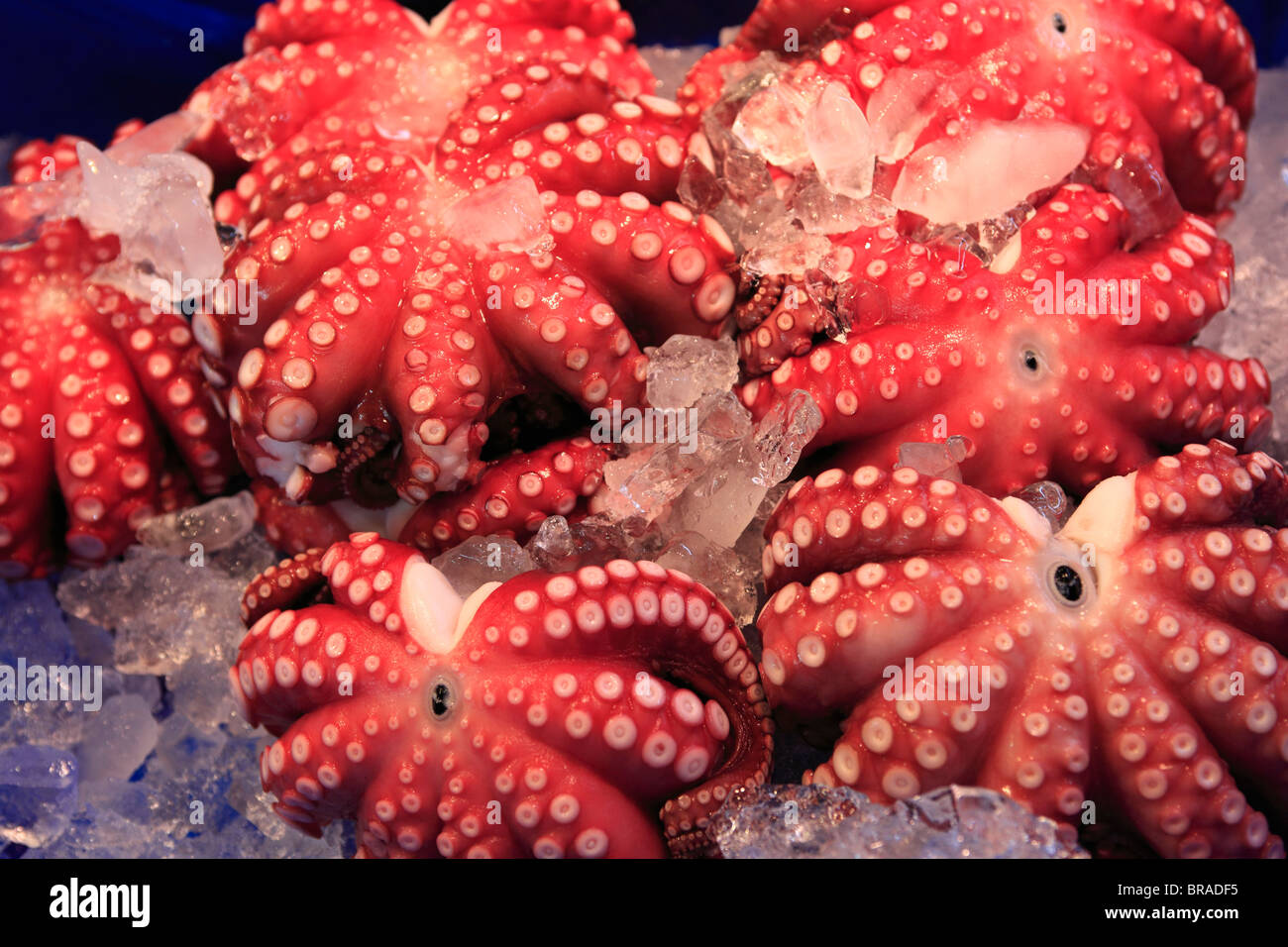 Octopus, Tsukiji fish market, Tokyo, Japan, Asia Stock Photo - Alamy