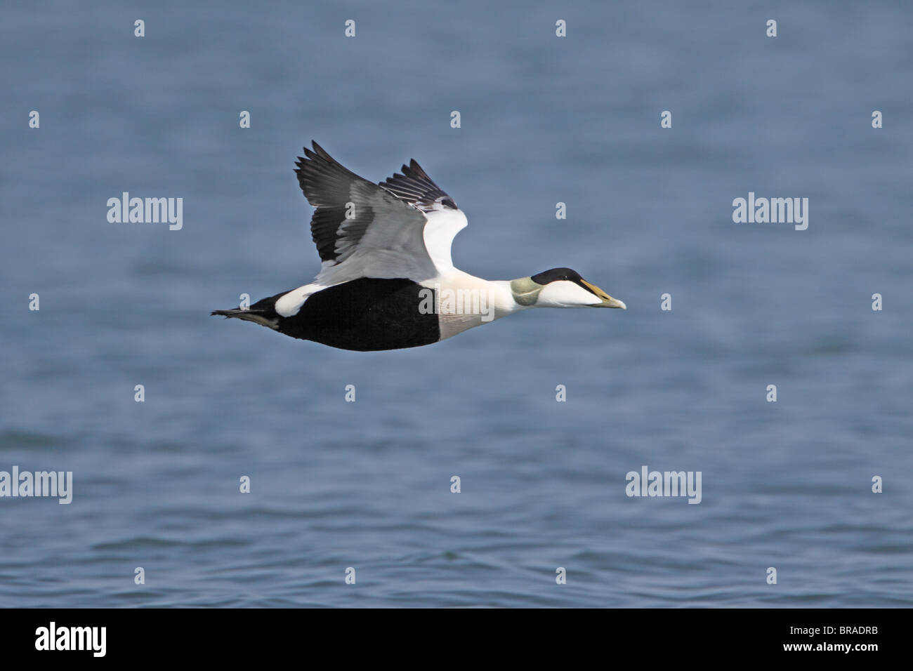 Drake flying into shore hi-res stock photography and images - Alamy
