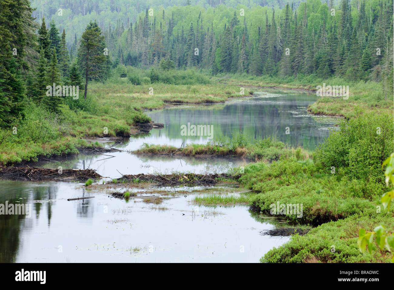 River With A Beaver Dam; Thunder Bay, Ontario, Canada Stock Photo - Alamy