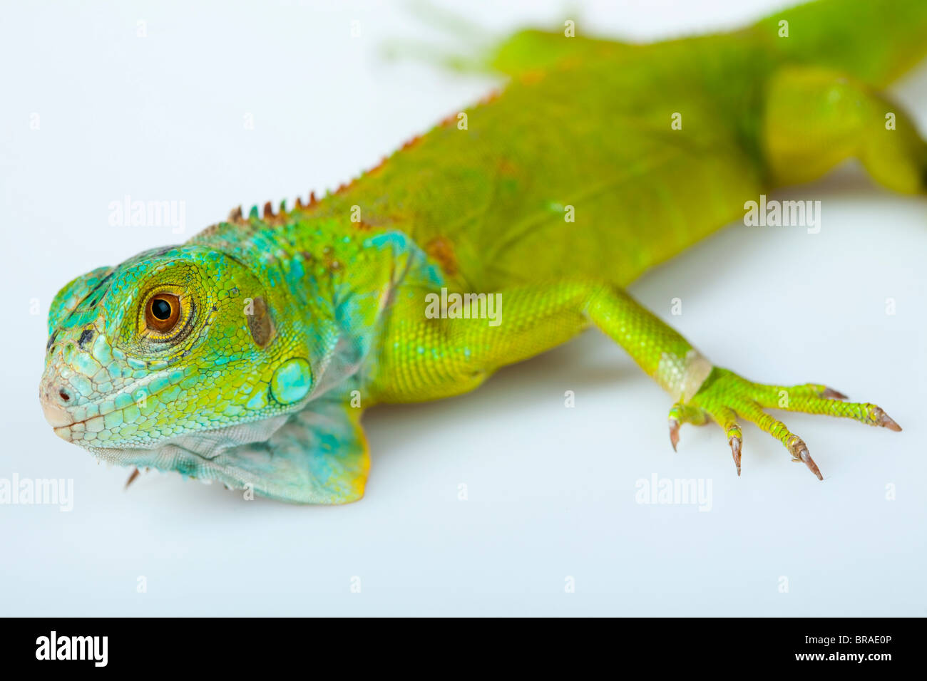 animal,gecko,leopard, lizard,reptile, reptilian Stock Photo - Alamy