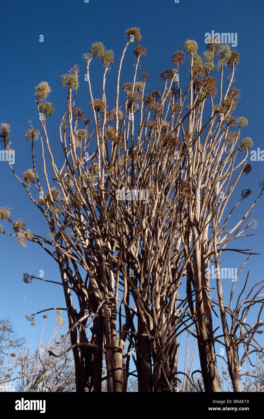 Didiereaceae plant (Alluaudiopsis sp.), Spiny Forest, Hazofotsy ...