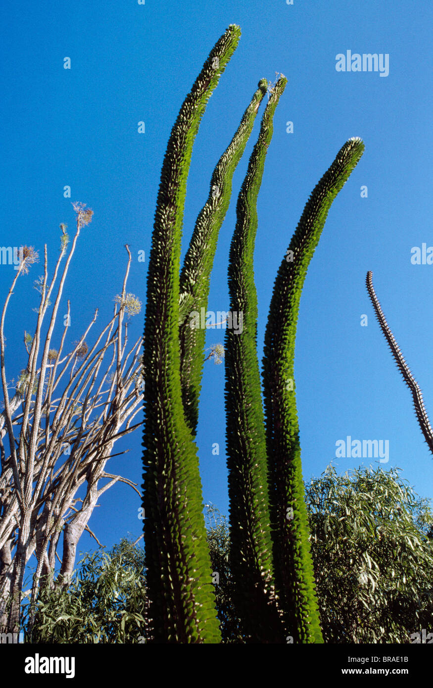 Didiereaceae plant (Alluaudia sp.), Spiny Forest, Hazofotsy, Southern ...