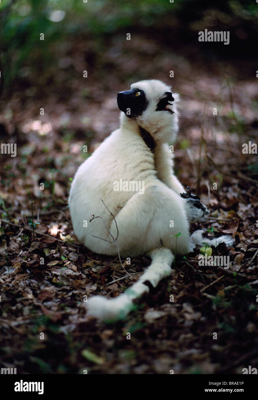 Verreaux's Sifaka (Propithecus verreauxi) all white juvenile sitting on ...