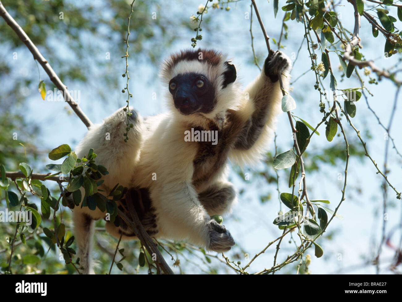 Propithecus verreauxi feeding hi-res stock photography and images - Alamy