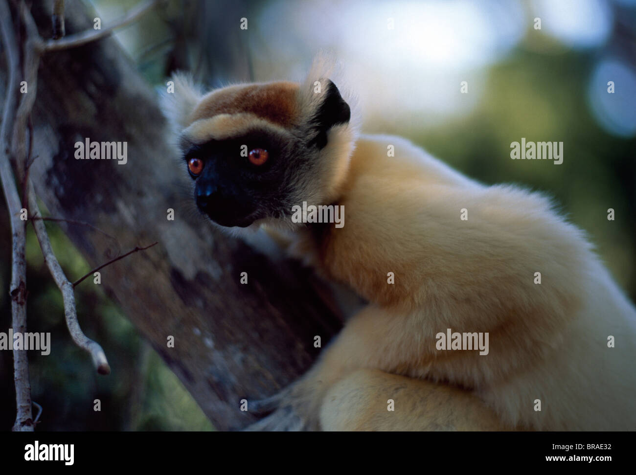 Golden-crowned Sifaka (Propithecus tattersalli), an endangered species ...